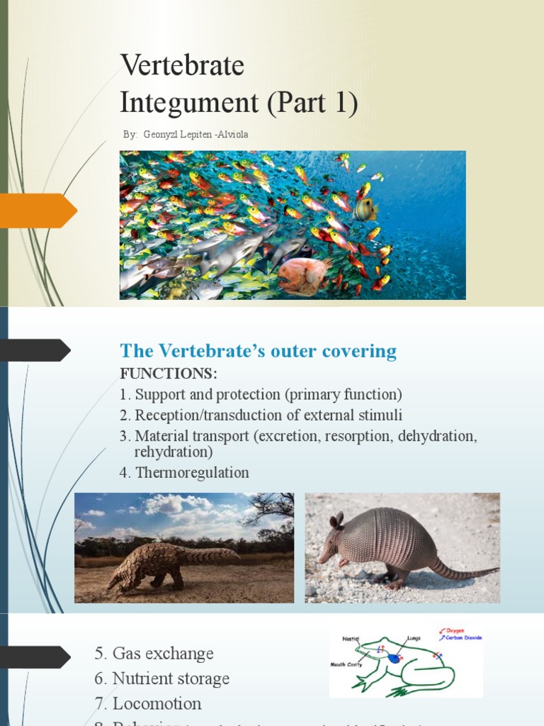 Vertebrate Integument (Part 1) : By: Geonyzl Lepiten - Alviola | PDF ...