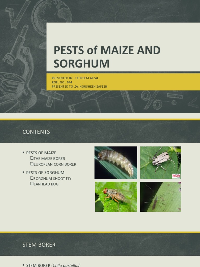 APPLIED ENTOMOLOGY-PESTS OF MAIZE and SORGHUM | PDF | Insects | Insects ...