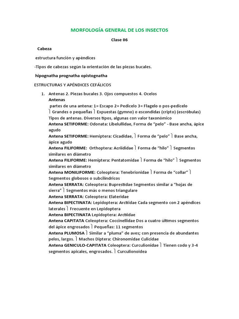 Morfología de Insectos: Cabeza y Antenas | PDF | Mosca | Escarabajo