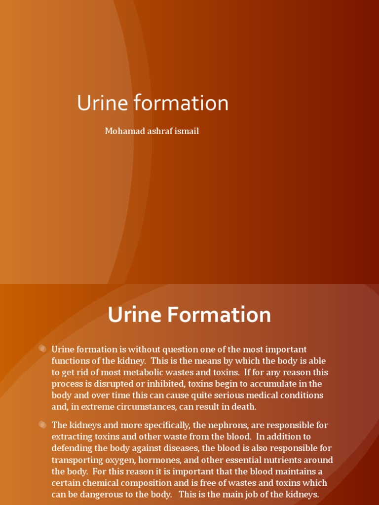 Understanding Urine Formation Process | PDF | Kidney | Physiology
