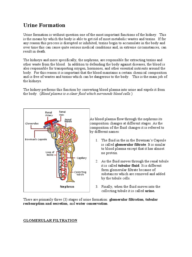 Urine Formation: Reabsorption and Secretion, and Water Conservation ...