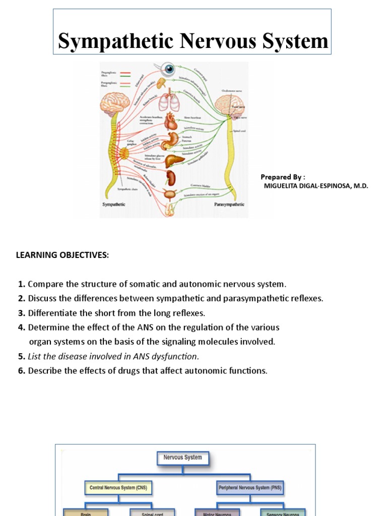 Sympathetic Nervous System | PDF | Acetylcholine | Neurotransmitter