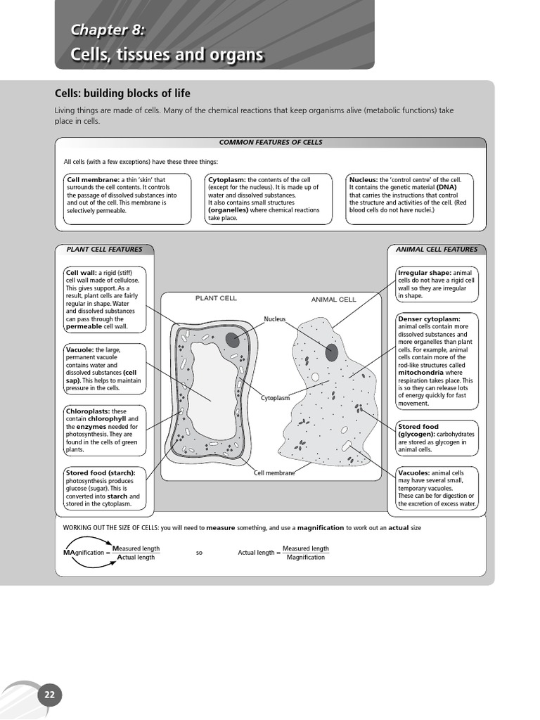 Understanding Cell Structure and Function | PDF | Tissue (Biology ...