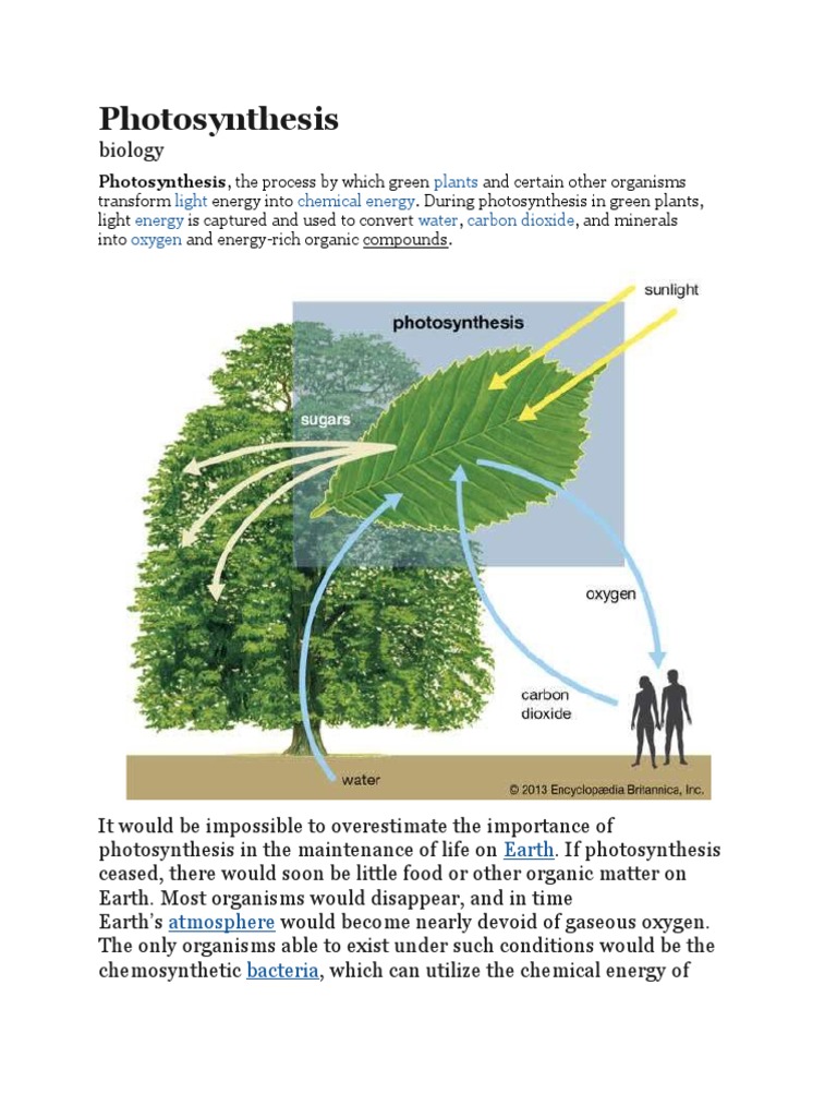 Photosynthesis: Plants Light Chemical Energy Energy Water Carbon ...