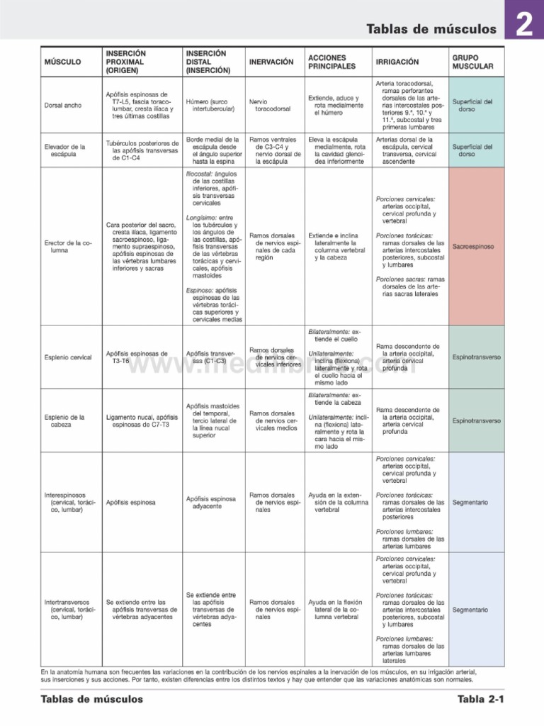Atlas de Anatomia Humana Netter 6ed Medilibros - Com 102 | PDF | La ...