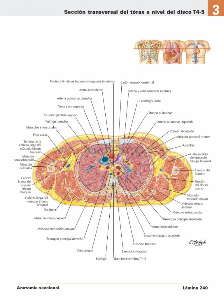 Atlas de Anatomia Humana Netter 6ed Medilibros - Com 135 | PDF | Tórax ...