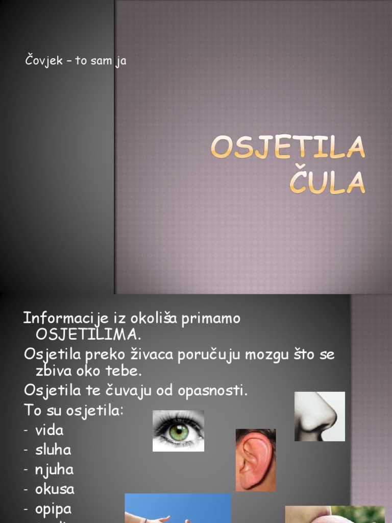 Cula Osjetila | PDF