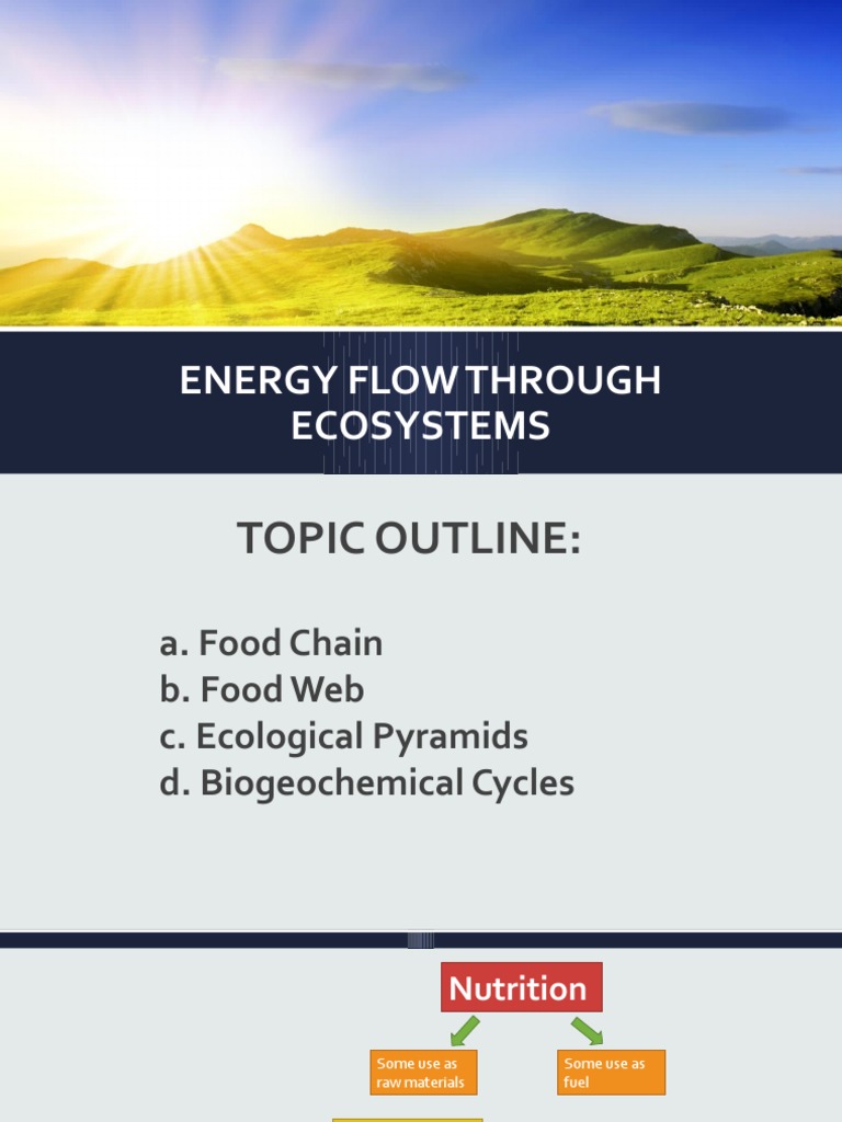 Energy Flow in Ecosystems Explained | PDF | Food Web | Ecosystem