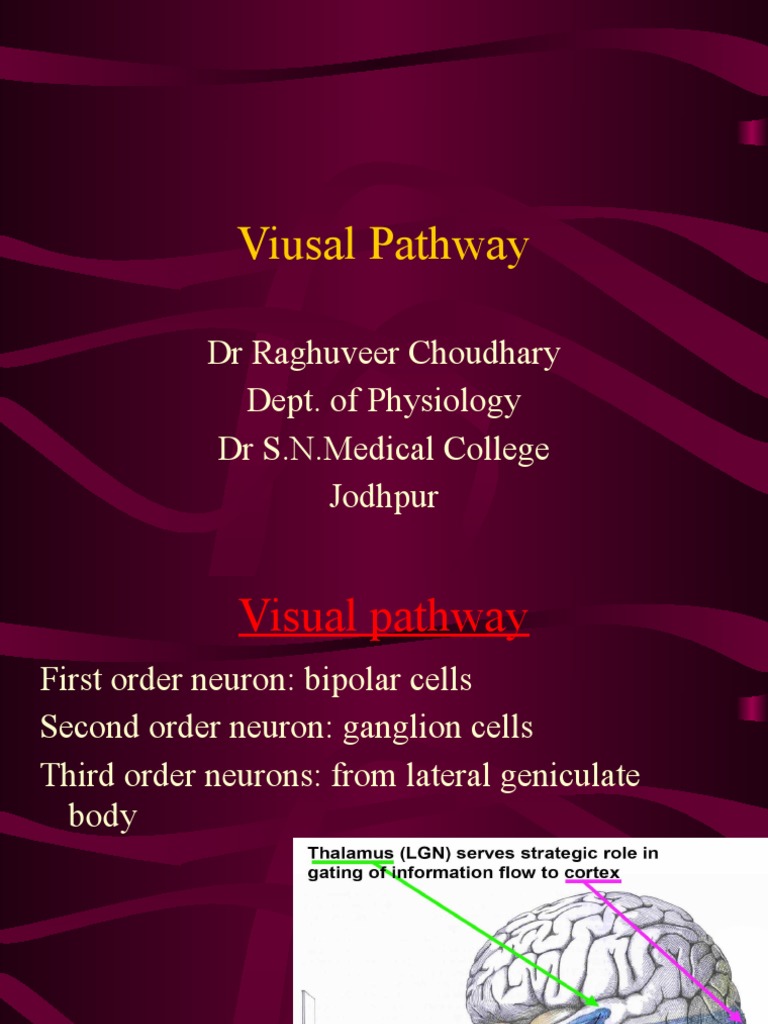 Viusal Pathway: DR Raghuveer Choudhary Dept. of Physiology DR S.N ...