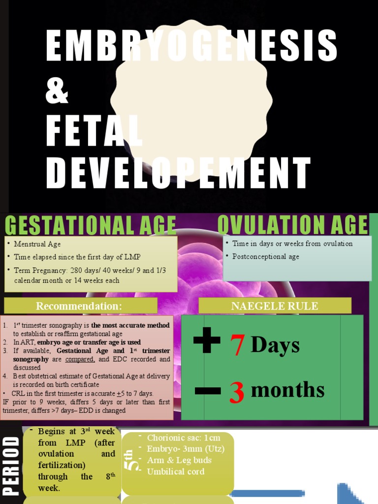 Embryogenesis Williams | PDF | Pituitary Gland | Urinary System