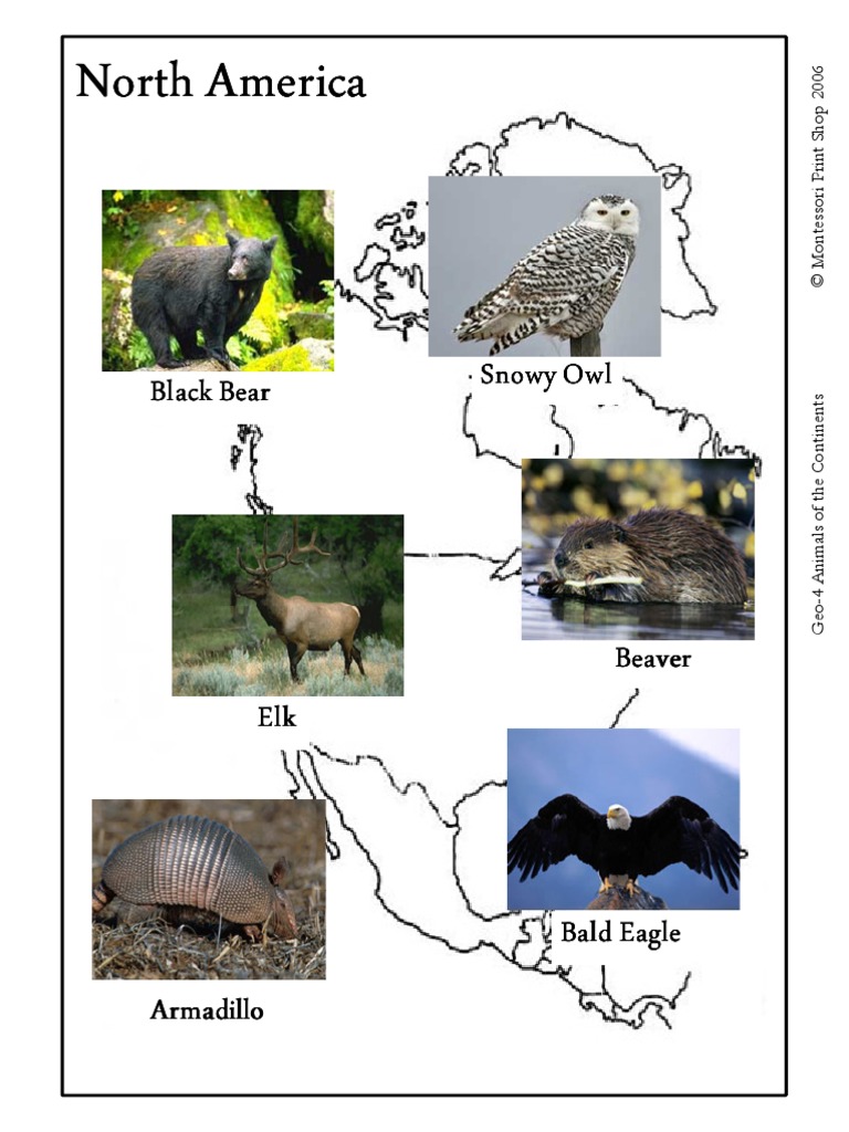 Continents Animals GeoF-4 | PDF | Nature