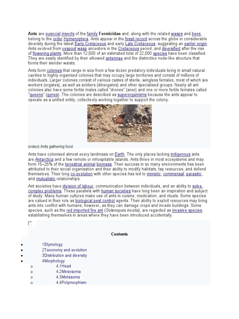 Ants Are: (Video) Ants Gathering Food | PDF | Eusociality | Ant
