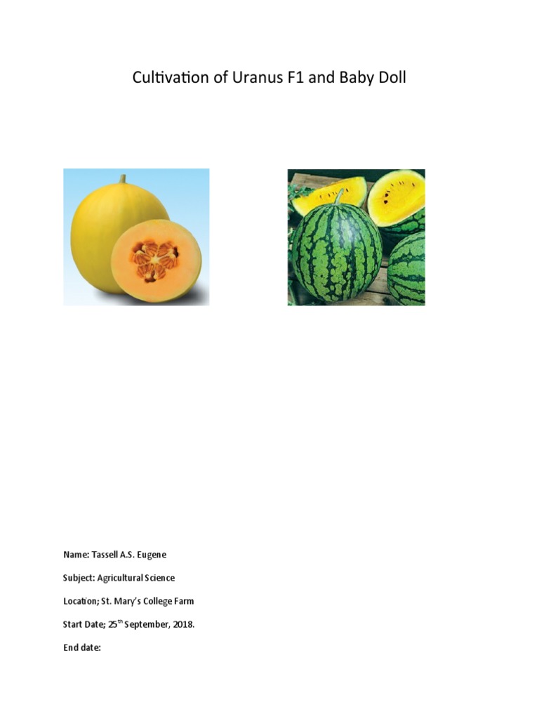 Comparing Uranus F1 and Baby Doll Watermelons | PDF | Weed | Watermelon