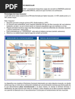El Papel Del Calcio en La Contracción Muscular | PDF | Músculo ...