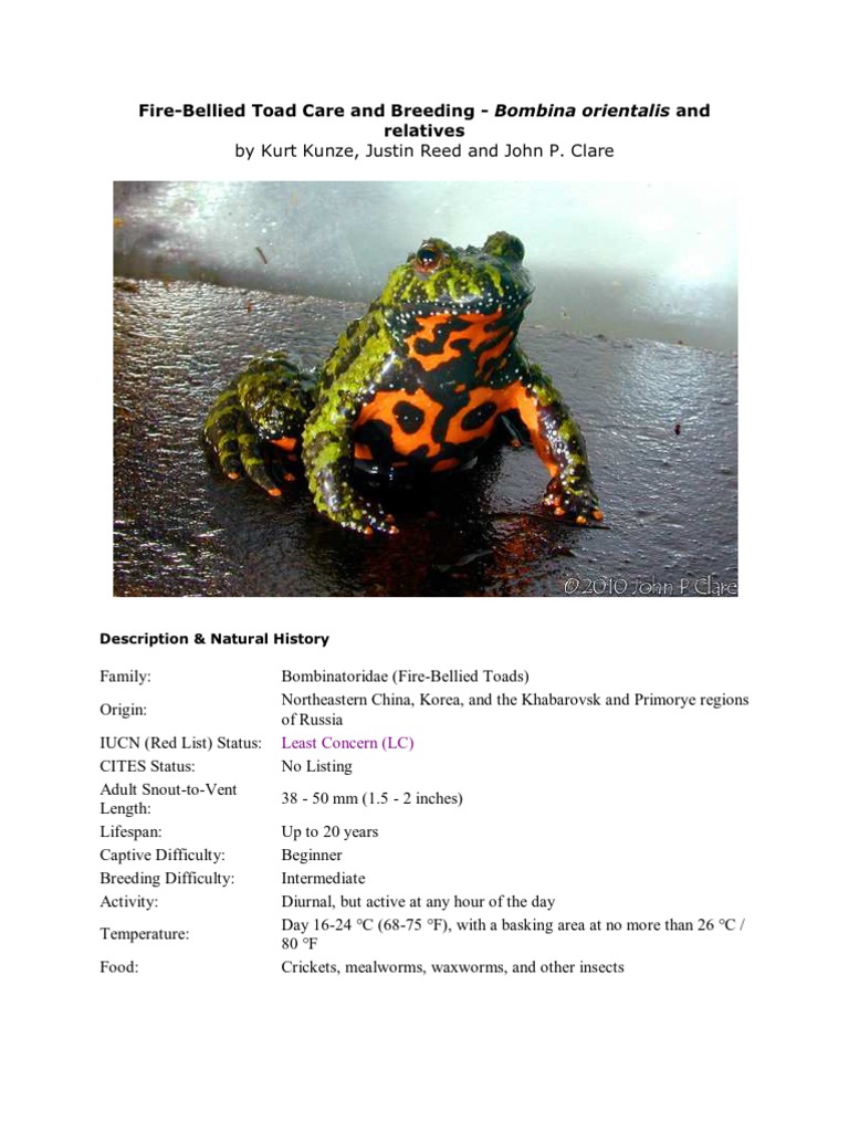 Fire Belly Toads | PDF | Frog | Aquarium