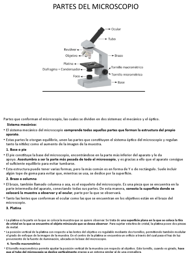 Hoja De Trabajo Sobre Las Partes Y Funciones Del Microscopio