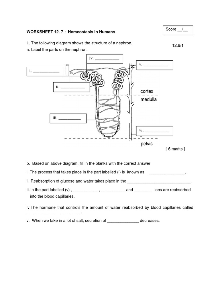WORKSHEET 12. 7: Homeostasis in Humans | PDF