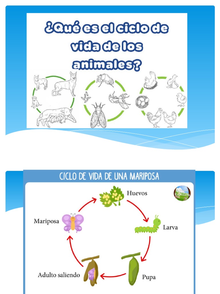 Ciclo de Vida de los Animales | PDF