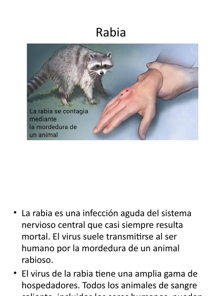 Patogenia, manifestaciones clínicas y diagnóstico de la rabia | PDF | Rabia | Virus