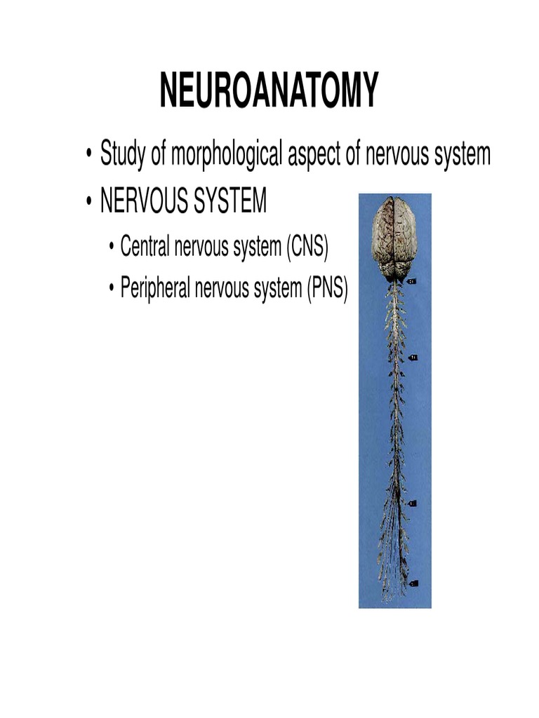 Neuroanatomy Guide to the Nervous System | PDF