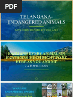 Ava'S - Amazon Rainforest Brochure | PDF | Amazon Rainforest | Trees