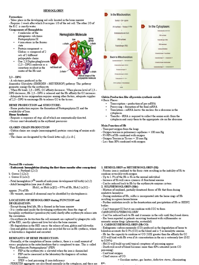 Hemoglobin Formation:: Heme Synthesis | Download Free PDF | Hemoglobin ...