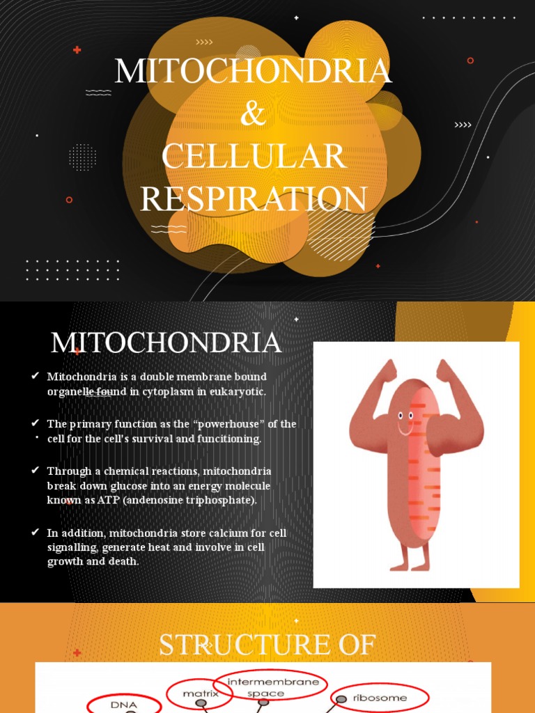 Mitochondria & Cellular Respiration | PDF | Cellular Respiration ...