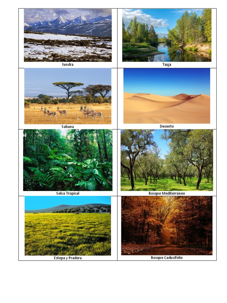 Biomas Terrestres | PDF