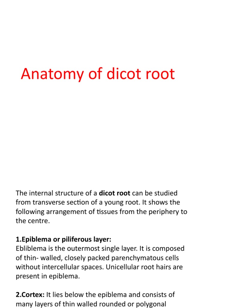 Anatomy of Root and Stem | PDF | Leaf | Tissue (Biology)