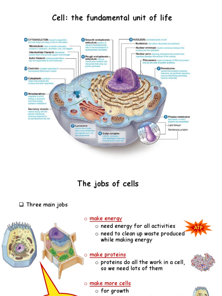 The fundamental jobs of cells and their organelles | PDF | Endoplasmic ...
