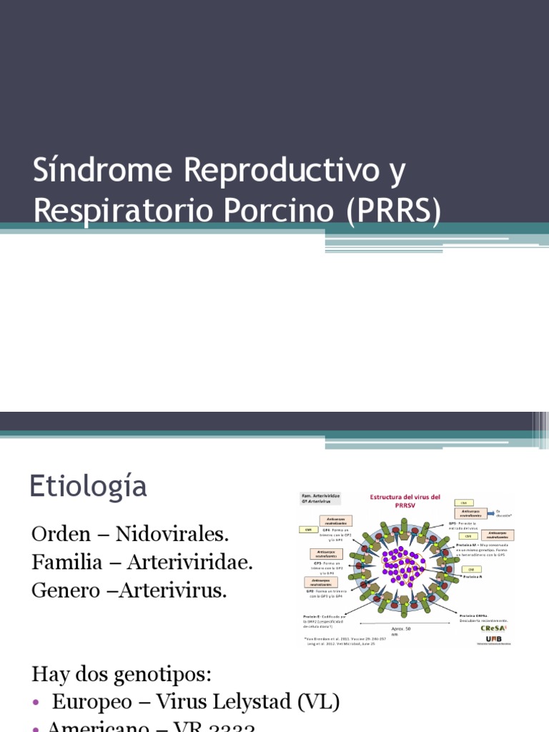 Síndrome Reproductivo y Respiratorio Porcino (PRRS) | PDF | Virus | Infección