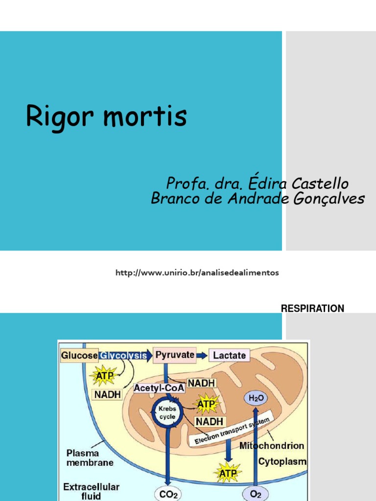 Rigor Mortis Muscle Physiology | PDF | Protein Structure | Meat