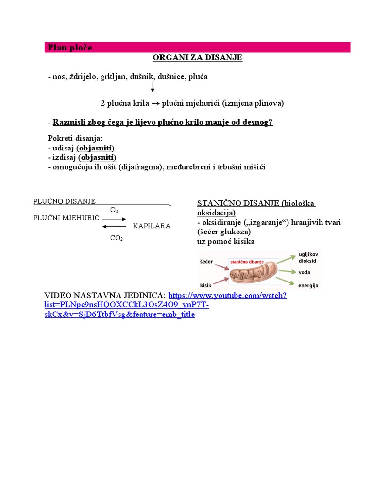 Organi Za Disanje | PDF