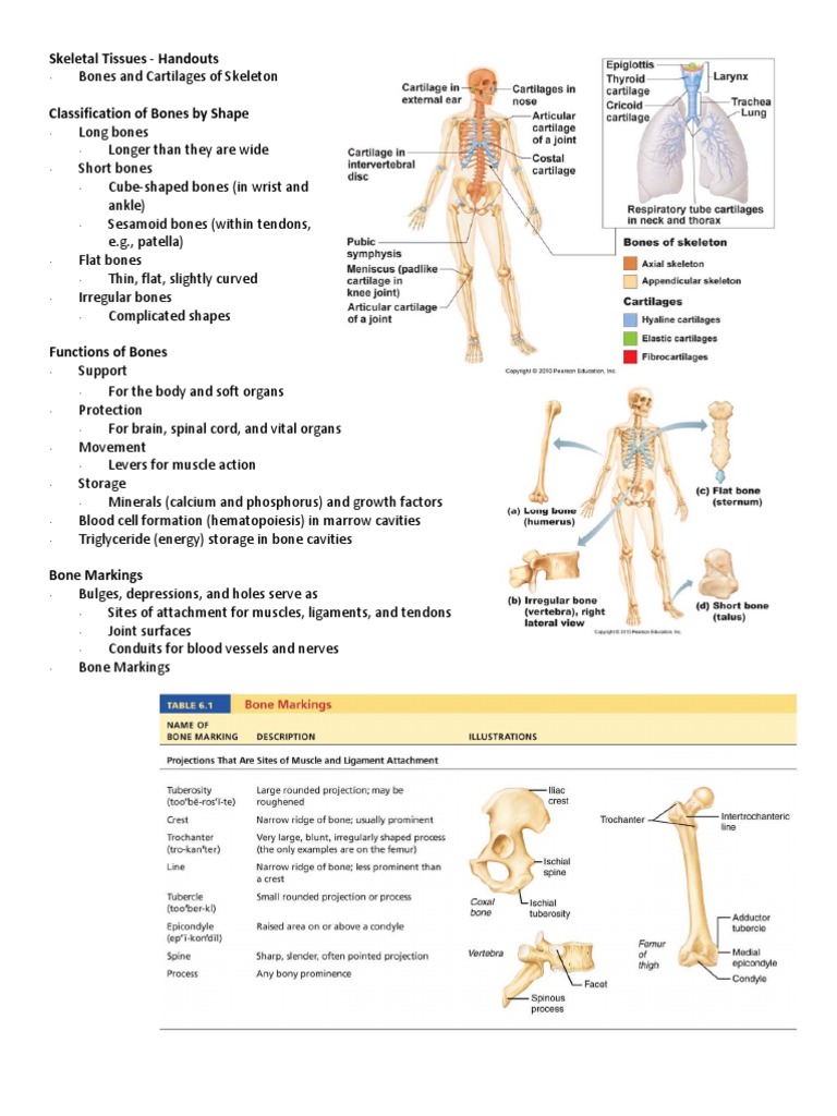 Skeletal Tissues Handouts | PDF | Osteoblast | Bone