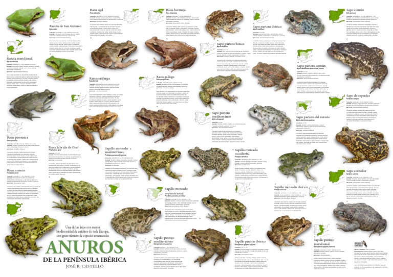 Poster Anuros | PDF | Vertebrados | Organismos anfibios