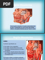 Anatomía de la Región Geniana | PDF | Cabeza y cuello humanos ...