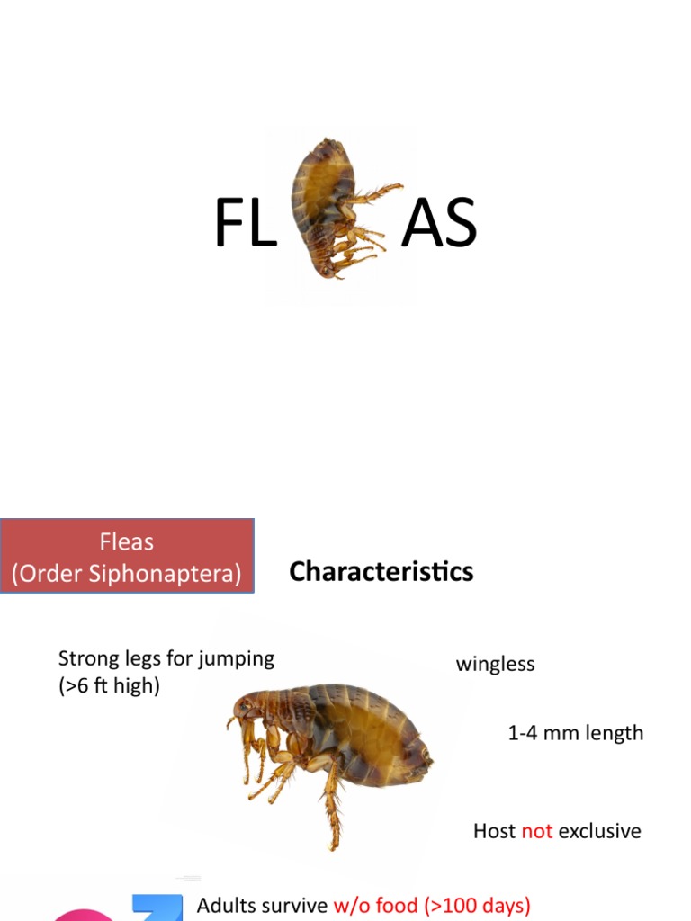 Fleas Parasitology | PDF | Mosquito | Virus Diseases