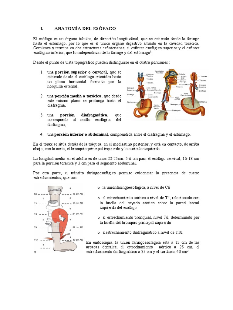 Erge 1 | PDF | Esófago | Sistema digestivo