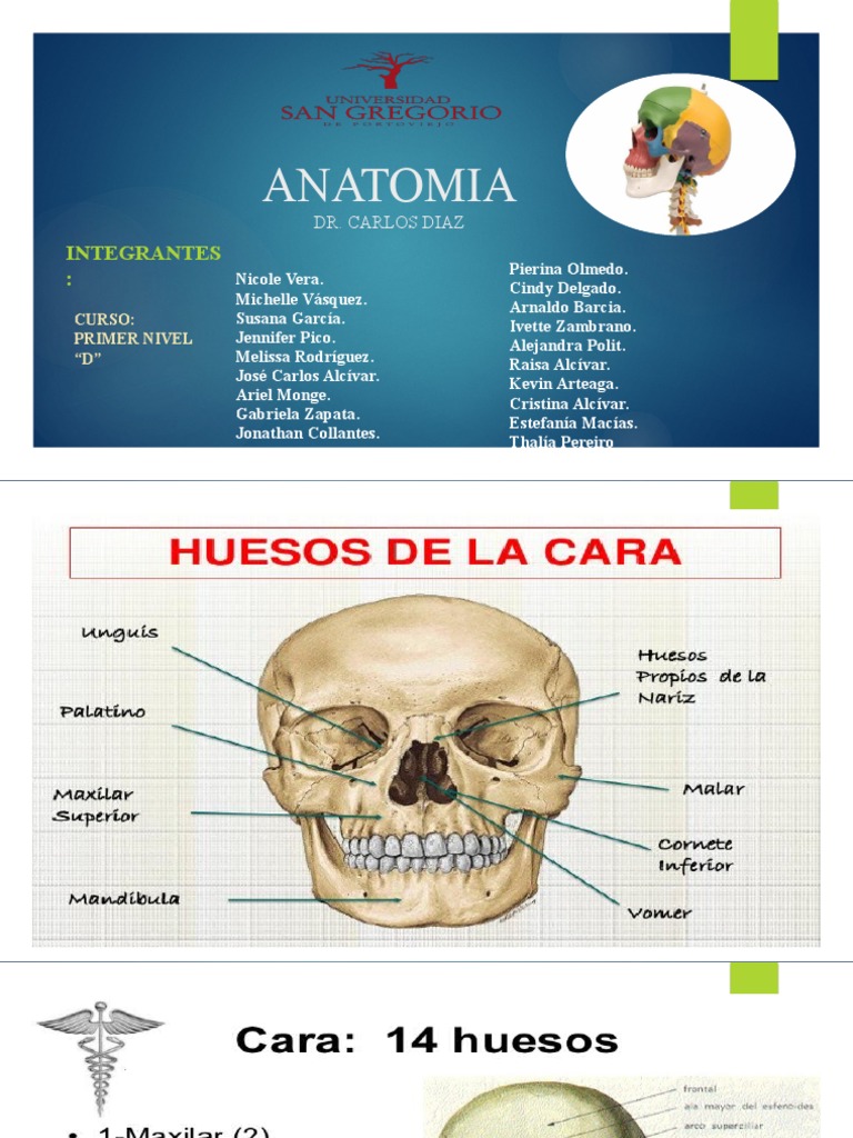 Huesos de La Cara | PDF