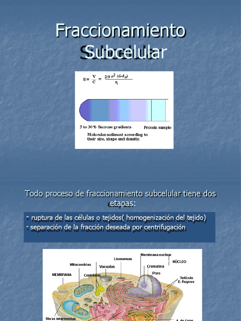 Fraccionamiento Subcelular | PDF | Biología Celular) | Enzima