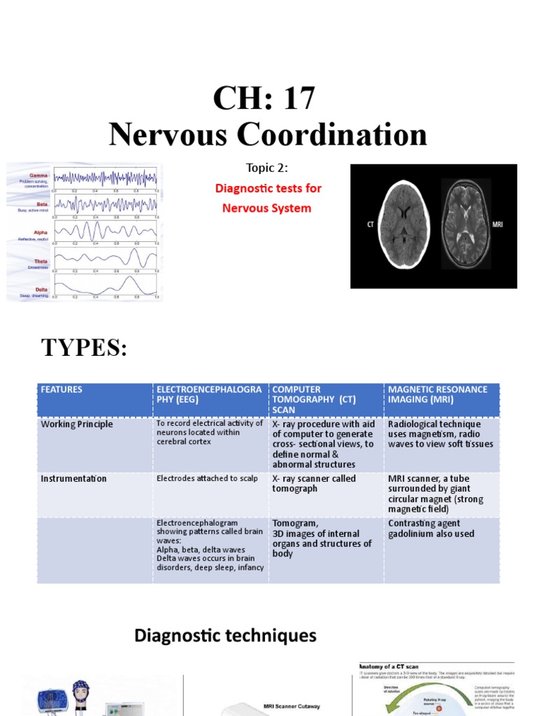 CH: 17 Nervous Coordination: Topic 2 | PDF