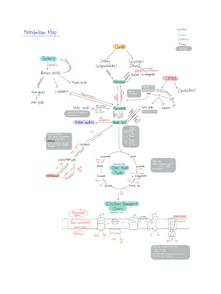 G.rrscimasaes - Ee: Ioaibumininbiood - Ut | PDF | Metabolism ...