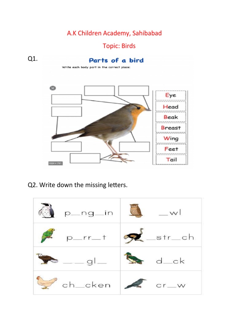 A.K Children Academy, Sahibabad Topic: Birds | PDF