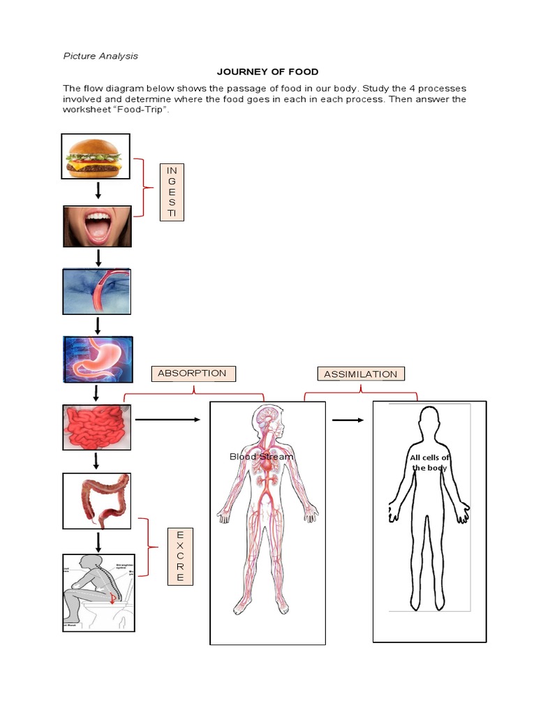 Food Journey: Digestion Process Explained | PDF | Wellness