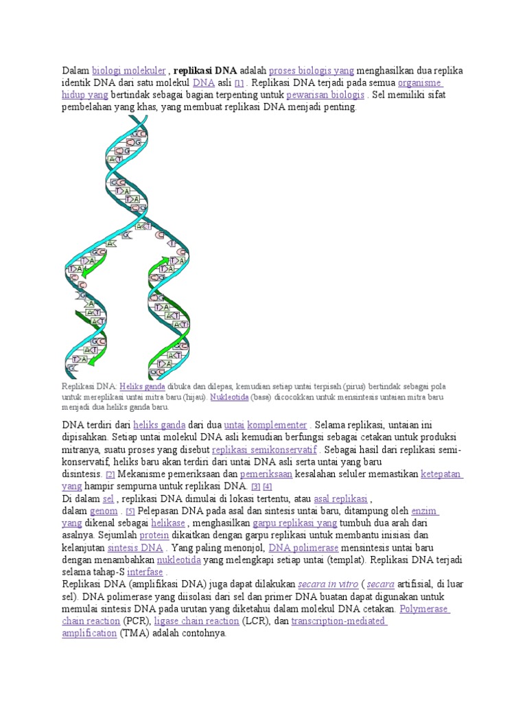 Proses Replikasi DNA: Langkah-Langkah Penting dalam Pembentukan Dua Heliks DNA Baru yang Identik ...
