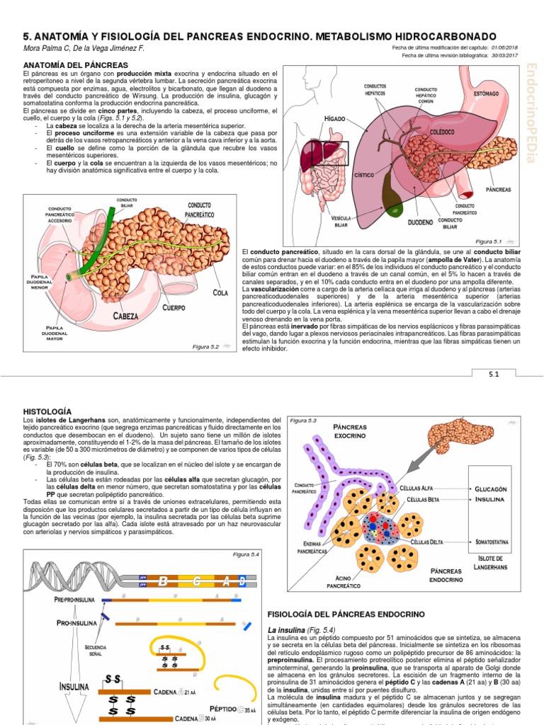 Anatomía y Fisiología del Páncreas | PDF | Páncreas | Insulina