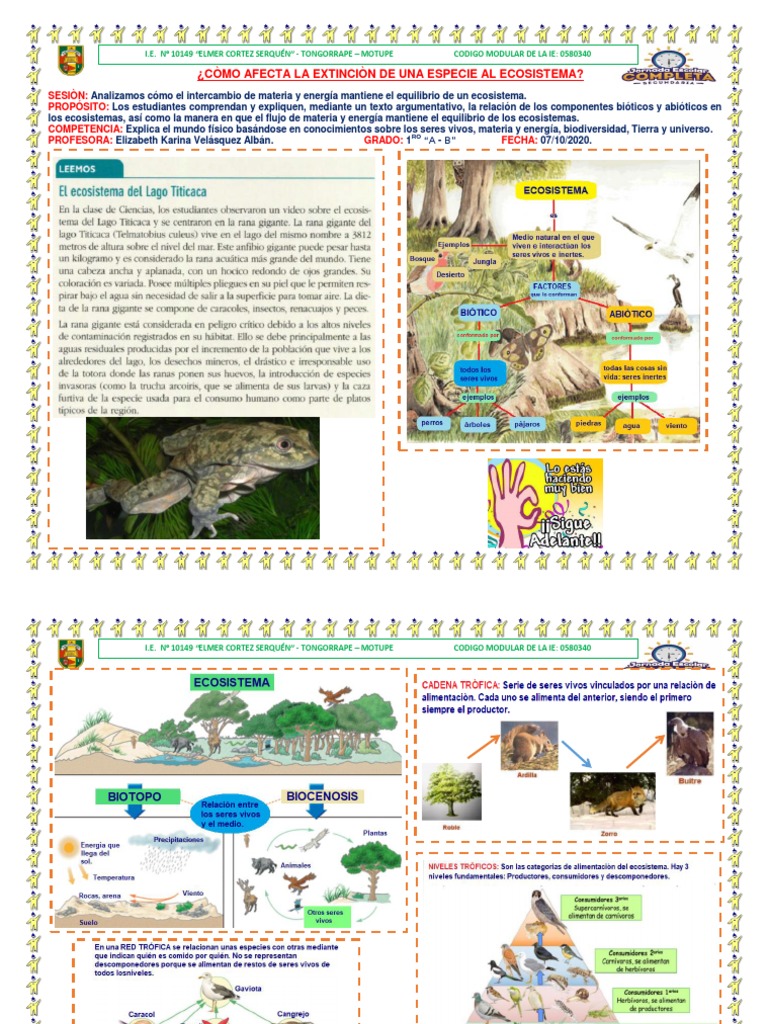 Flujo de Materia y Energìa | PDF | Red alimentaria | Ecosistema