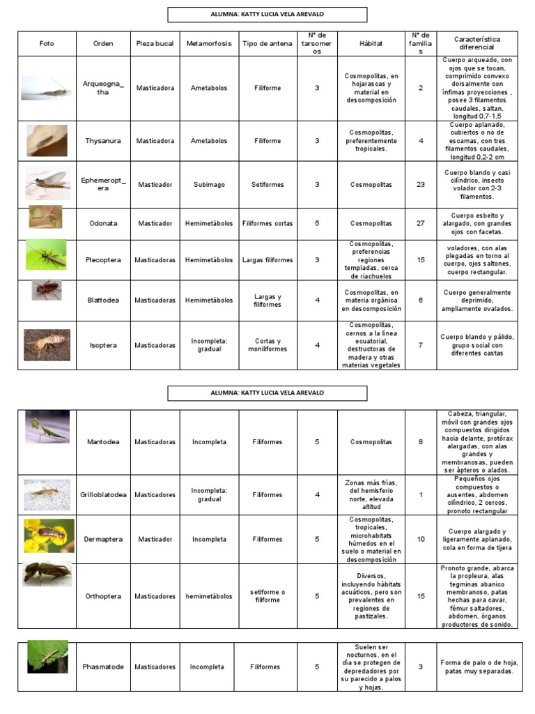 Cuadro Comparitvo de Insectos | PDF | Insectos | Hexapoda