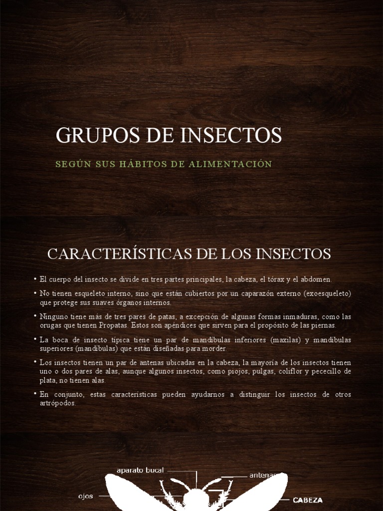Grupos de Insectos Según Sus Habitos de Alimentación | PDF | Insectos ...