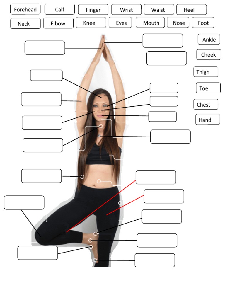 Parts of The Body B1 | PDF